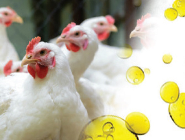 International Standard Proteins and Animal Feed